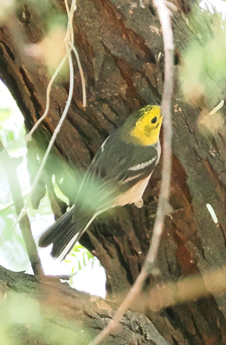 eBird Checklist - 3 Jun 2025 - Moon Valley Park - 35 species