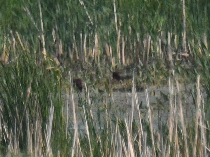 eBird Checklist - 3 Jun 2025 - Howard Marsh Metropark - 22 species