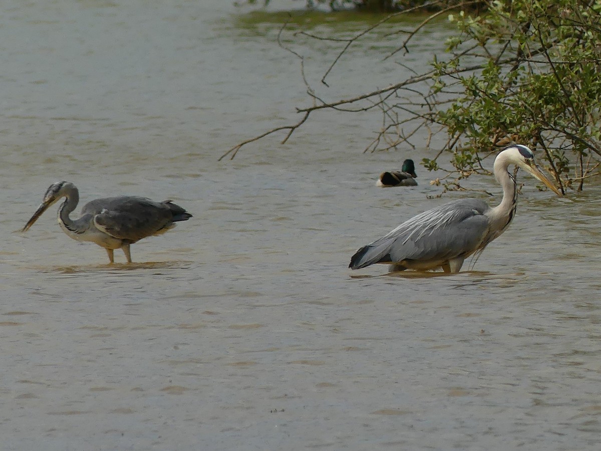 eBird Checklist - 4 Jun 2025 - Tyttenhanger Gravel Pits--Main Pit - 43 ...