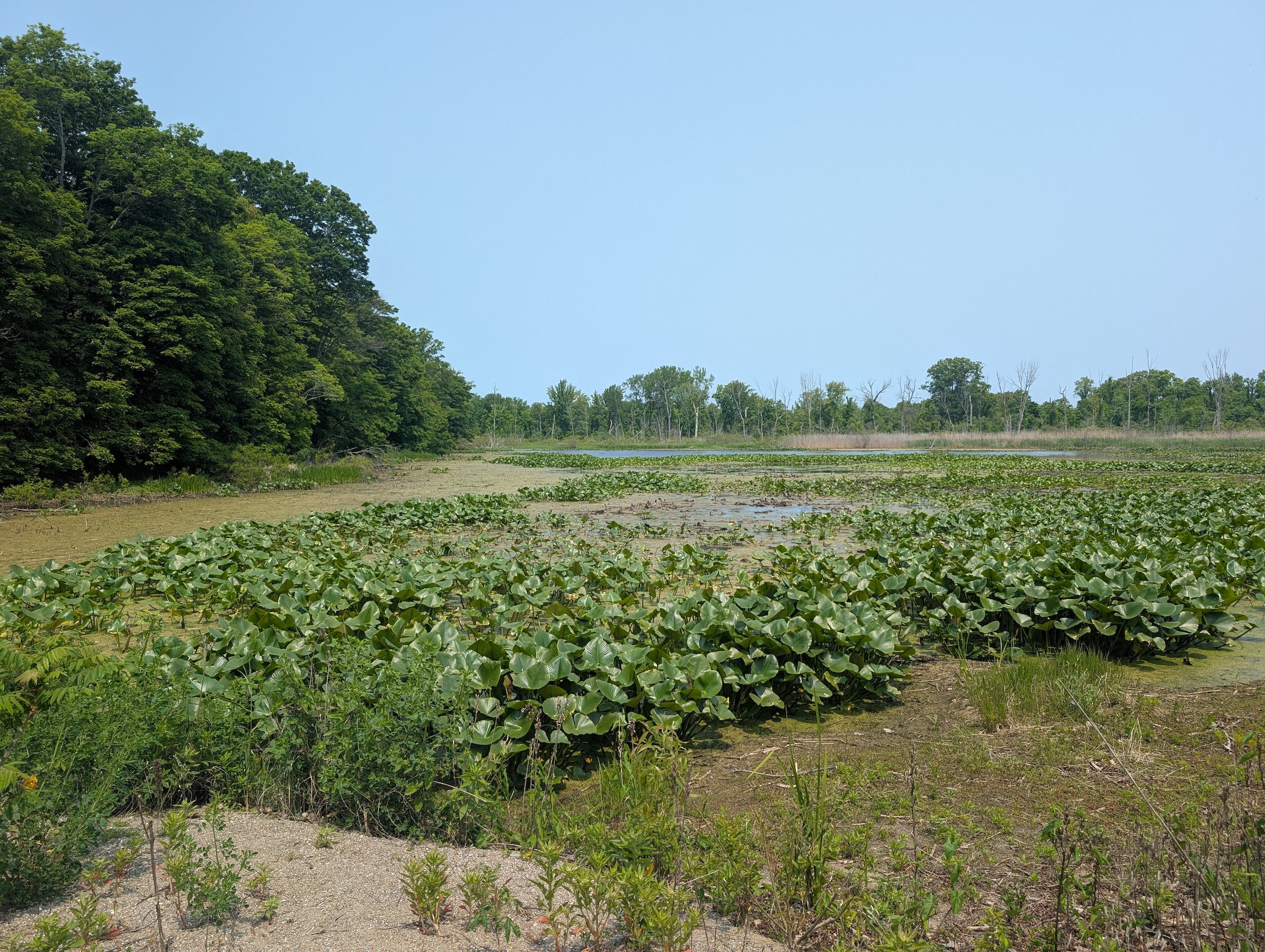 Pelee Island--Fish Point Provincial Nature Reserve - Essex, Ontario ...