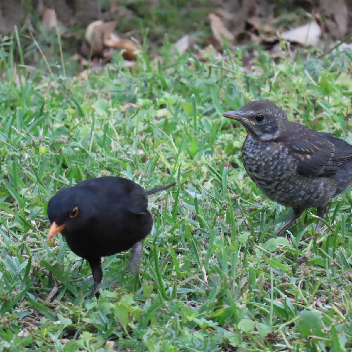 Eurasian Blackbird - Turdus merula - Media Search - Macaulay Library and eBird