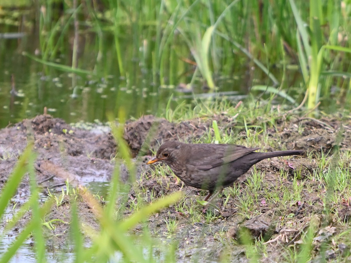 Eurasian Blackbird - Turdus merula - Media Search - Macaulay Library and eBird