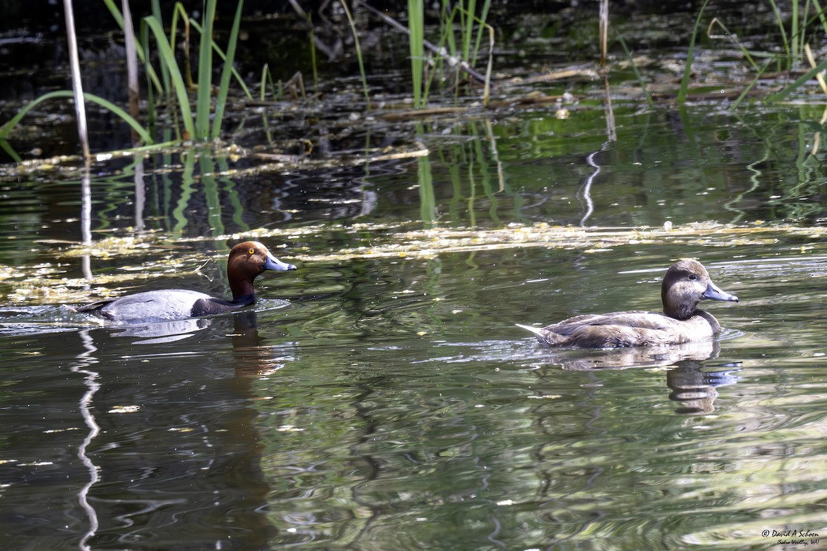eBird Checklist - 16 May 2025 - Moses Coulee/McCartney Creek preserve ...