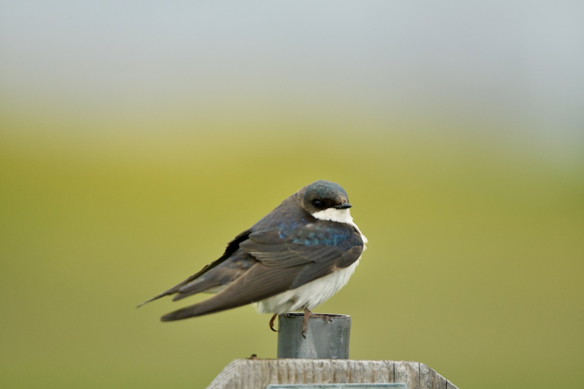 Tree Swallow - Tachycineta bicolor - Media Search - Macaulay Library ...