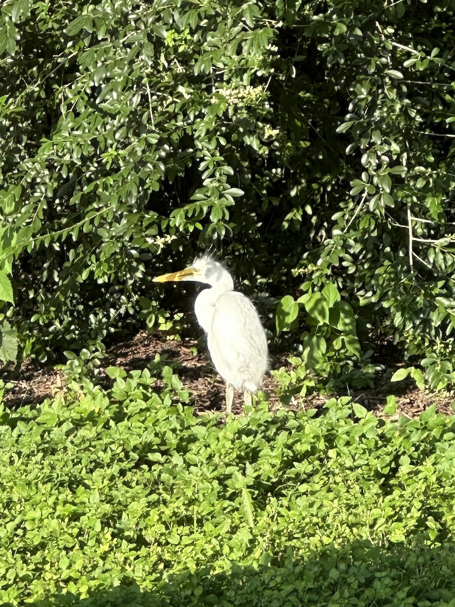 eBird Checklist - 4 Jun 2025 - UT Southwestern Medical Center including ...