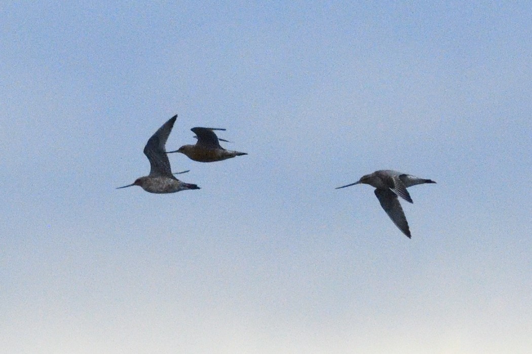 eBird Checklist - 31 May 2025 - Adak Island--Landing Lights, AK (51.89 ...