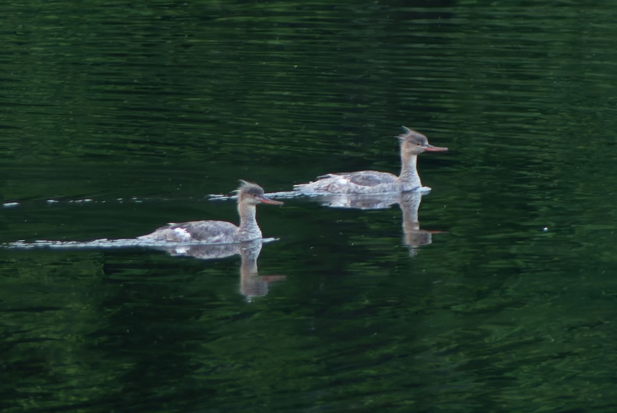Pennsylvania Bird Atlas Checklist - 4 Jun 2025 - Black Swamp - 23 species