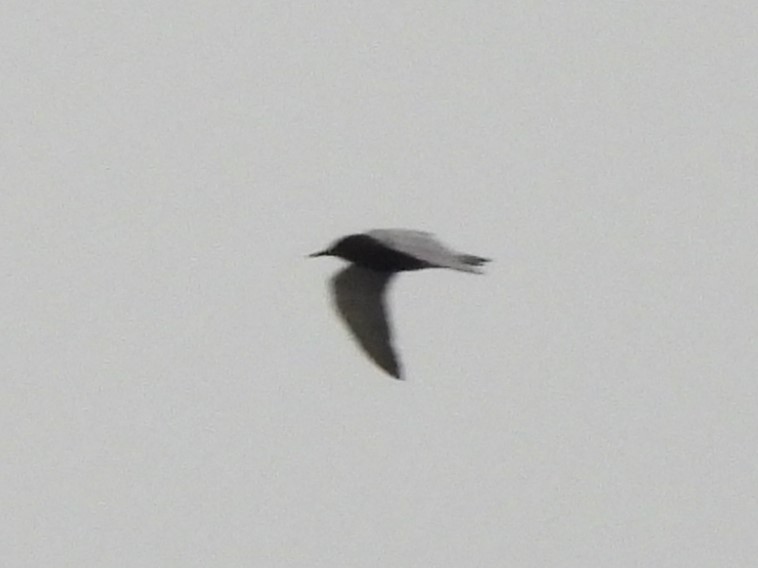 eBird Checklist - 4 Jun 2025 - Oakville--Bronte Harbour - 2 species