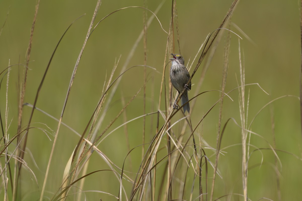 ML637086686 - Seaside Sparrow - Macaulay Library