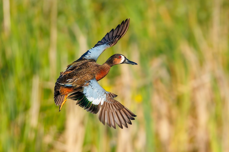Blue-winged x Cinnamon Teal (hybrid) - eBird
