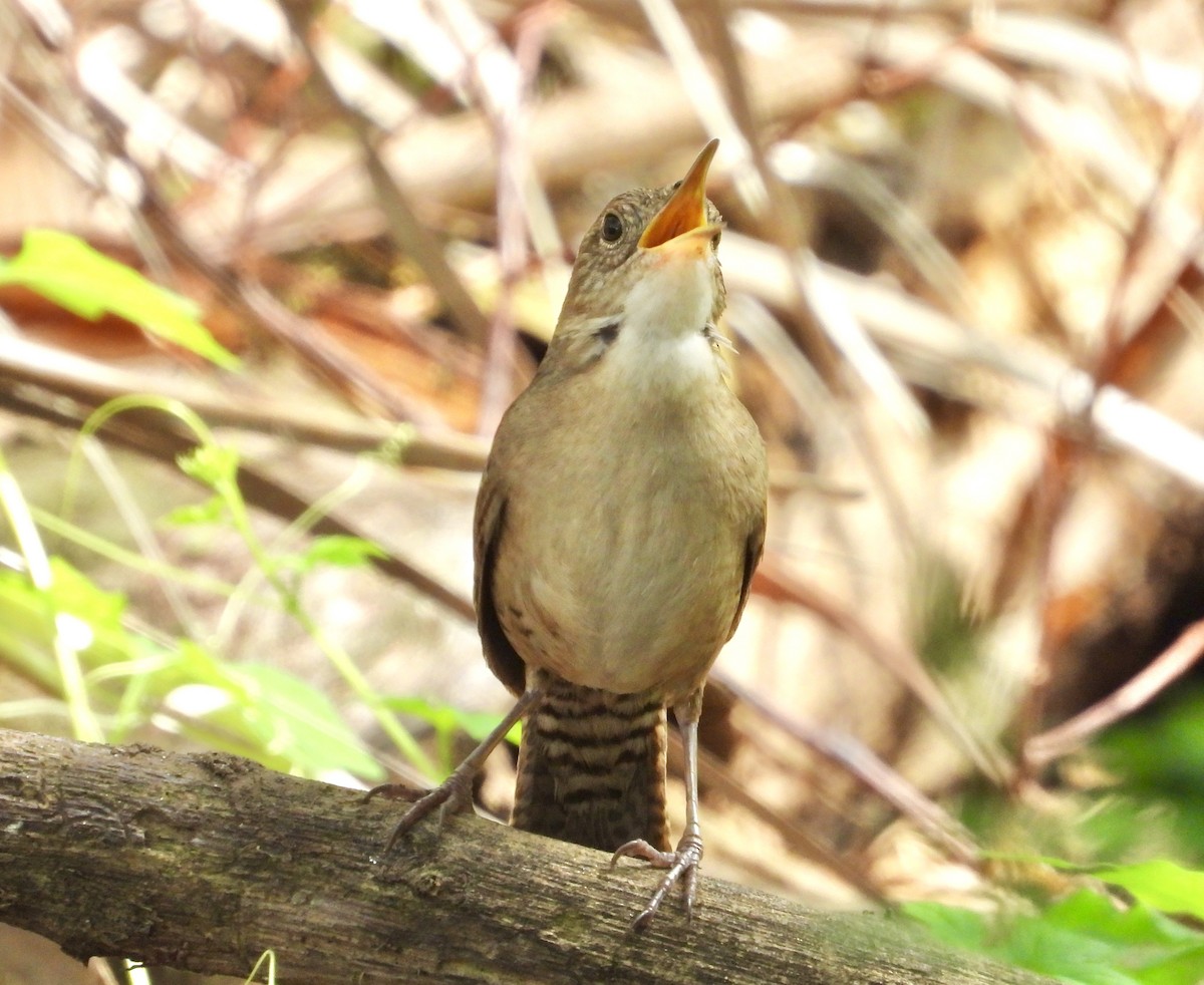 ML637095001 - Southern House Wren - Macaulay Library