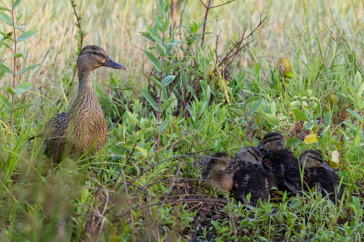 eBird Checklist - 5 Jun 2025 - Swan Harbor Farm Park - 53 species