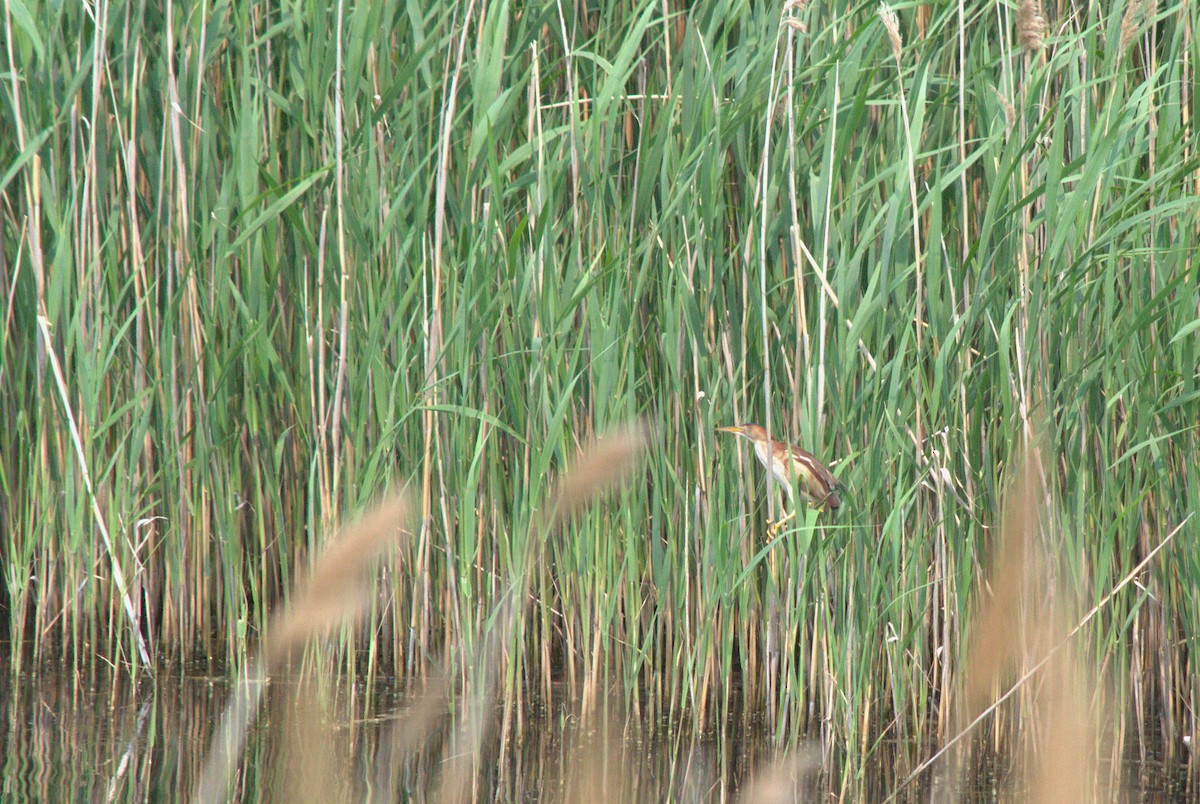 eBird Checklist - 4 Jun 2025 - Parker River NWR--Hellcat Dike - 24 species