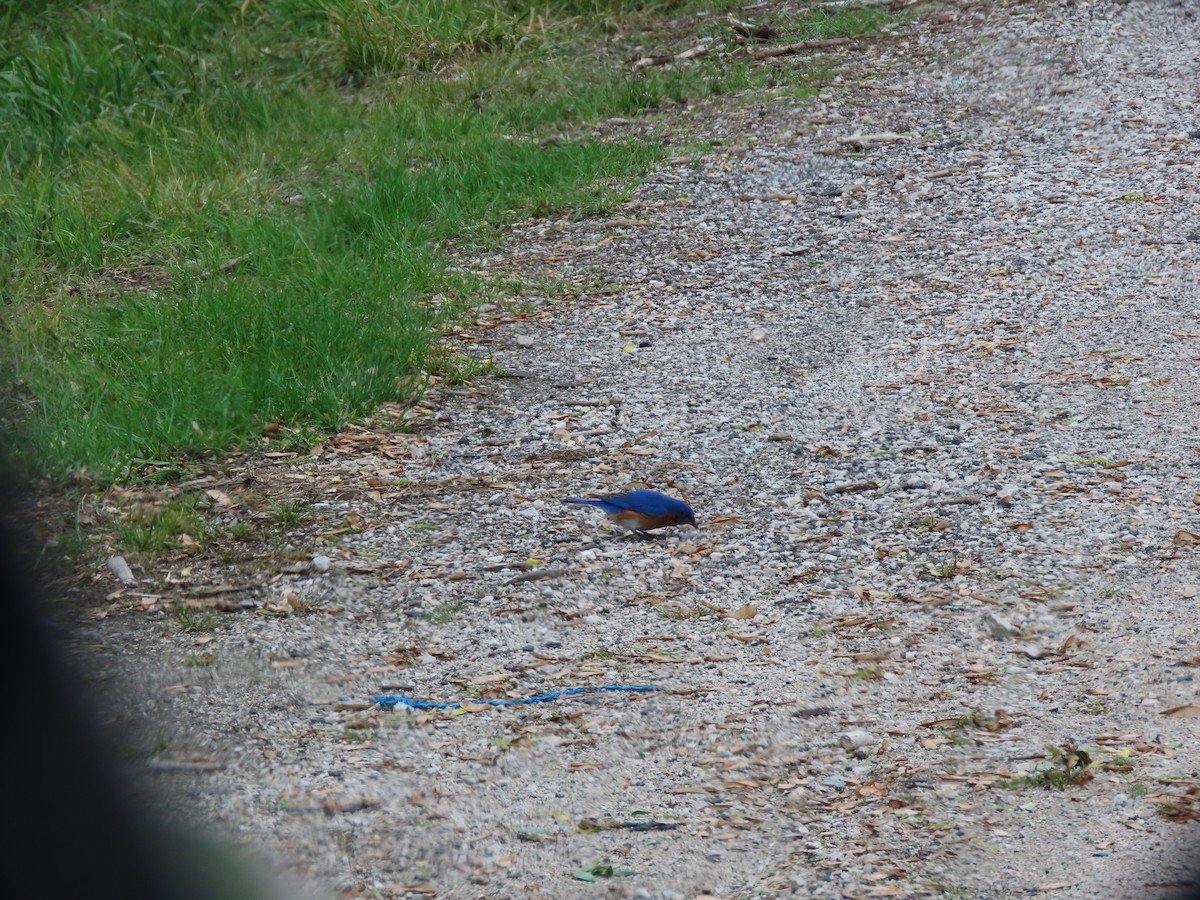 eBird Checklist - 4 Jun 2025 - triple C canoe launch - 13 species