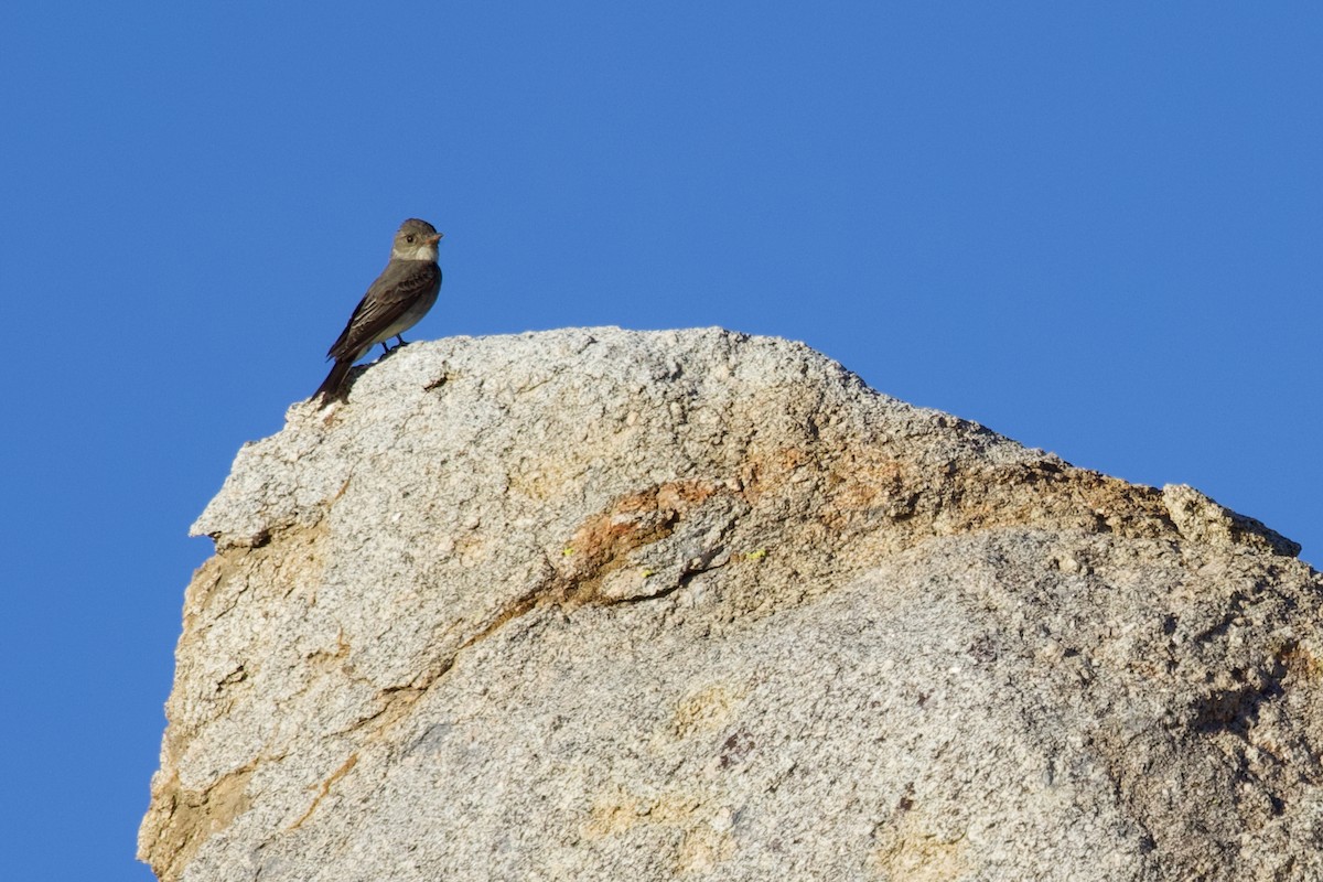 eBird Checklist - 23 May 2025 - Butterbredt Spring - 55 species (+5 ...