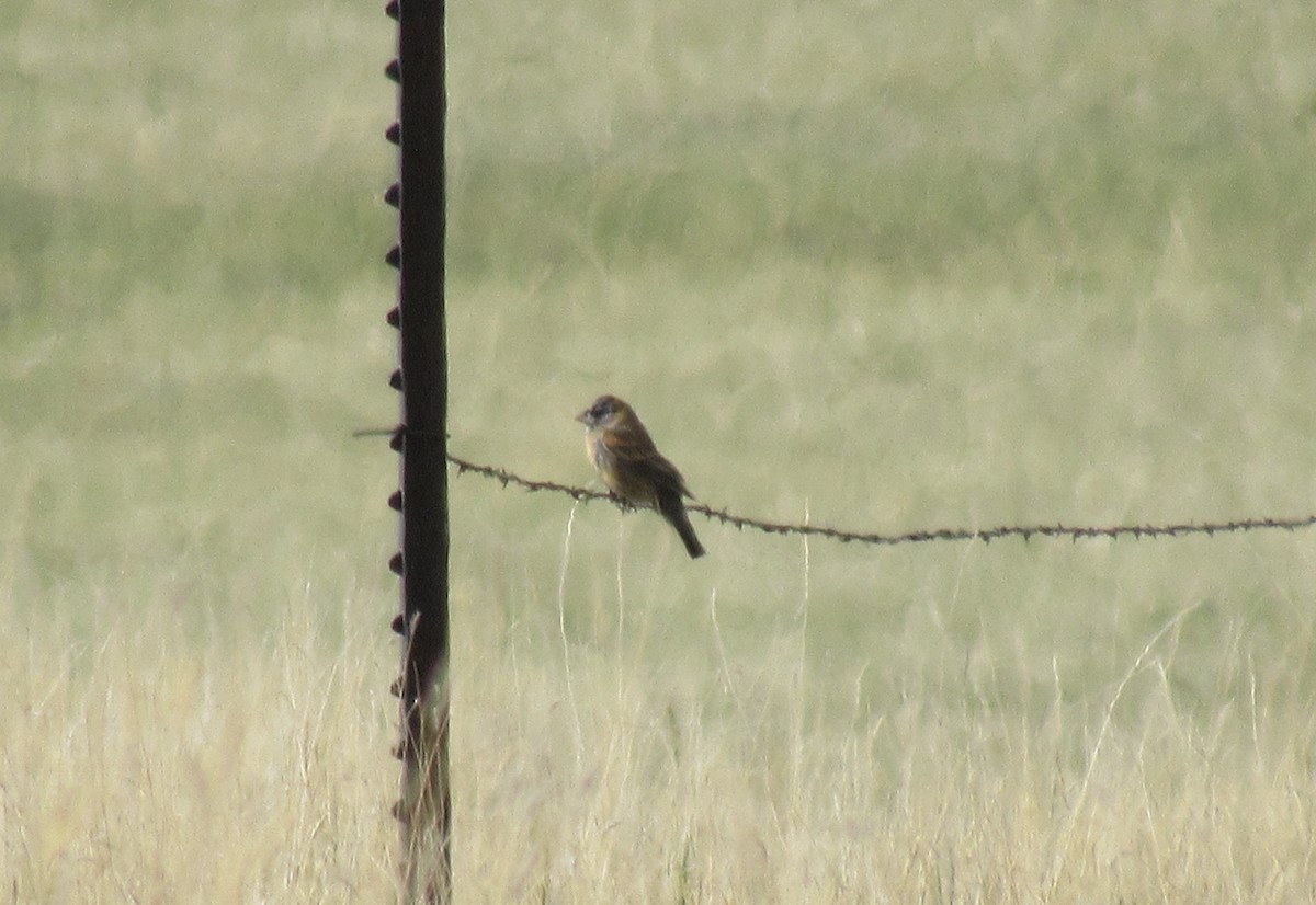 eBird Checklist - 5 Jun 2025 - Spring Creek Pond - 15 species (+1 other taxa)