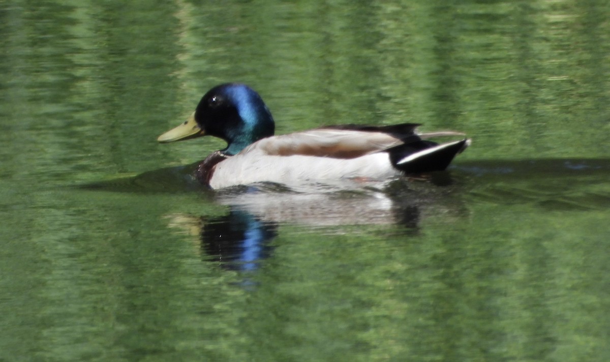 eBird Checklist - 5 Jun 2025 - Palomar Mtn.--Doane Pond - 34 species