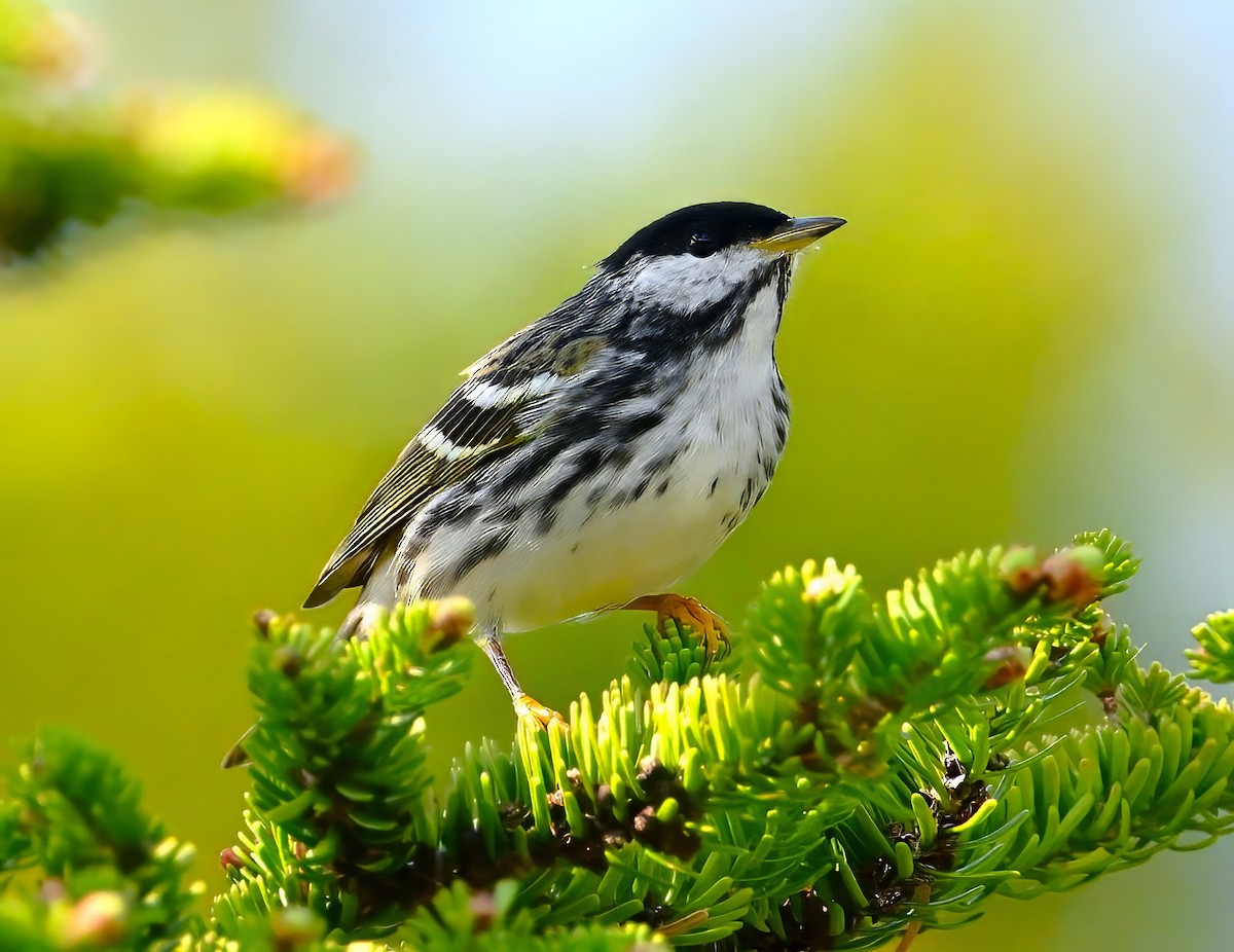 eBird Checklist - 5 Jun 2025 - 131 Cochrane Pond Rd, St. John's CA-NL ...