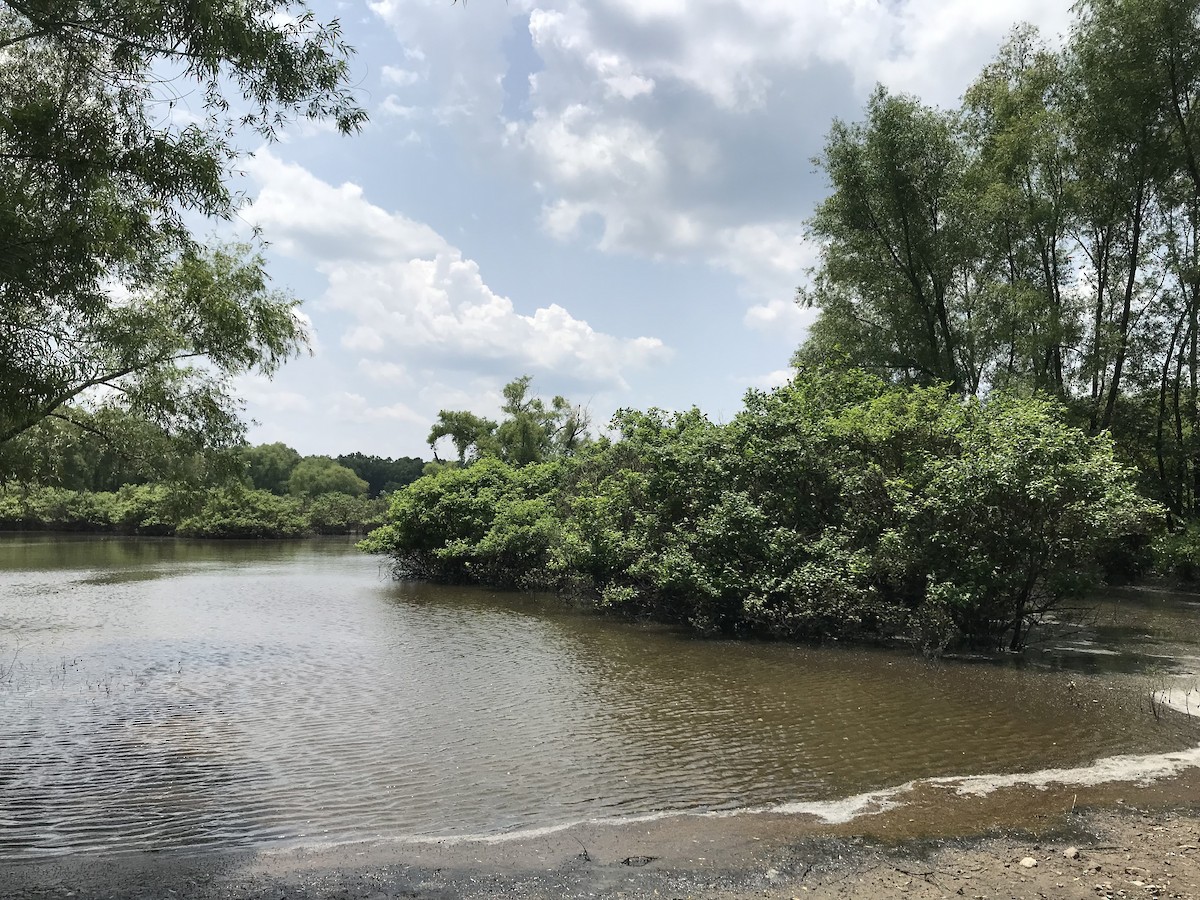 Bogota WMA - Dyer, Tennessee, US - Birding Hotspots
