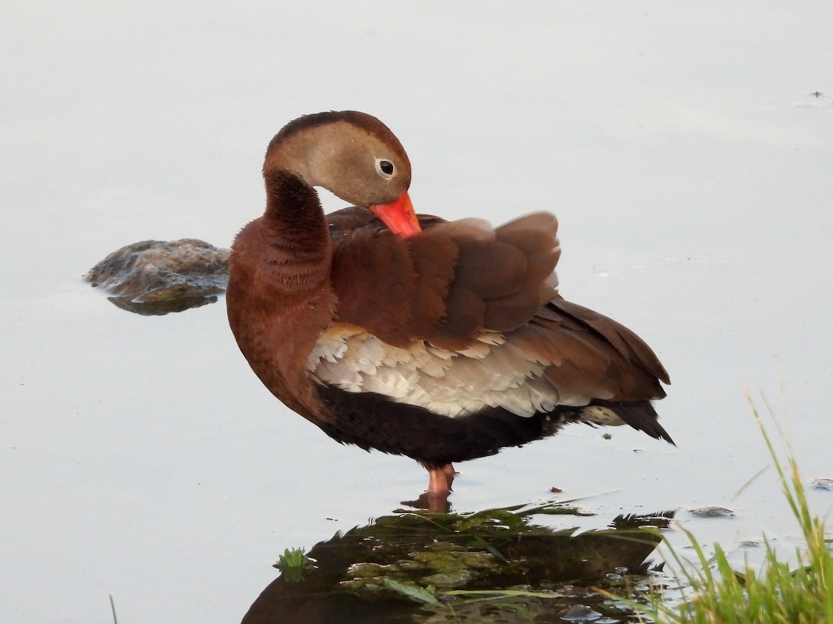 eBird Checklist - 5 Jun 2025 - Alcoa Duck Pond - 19 species