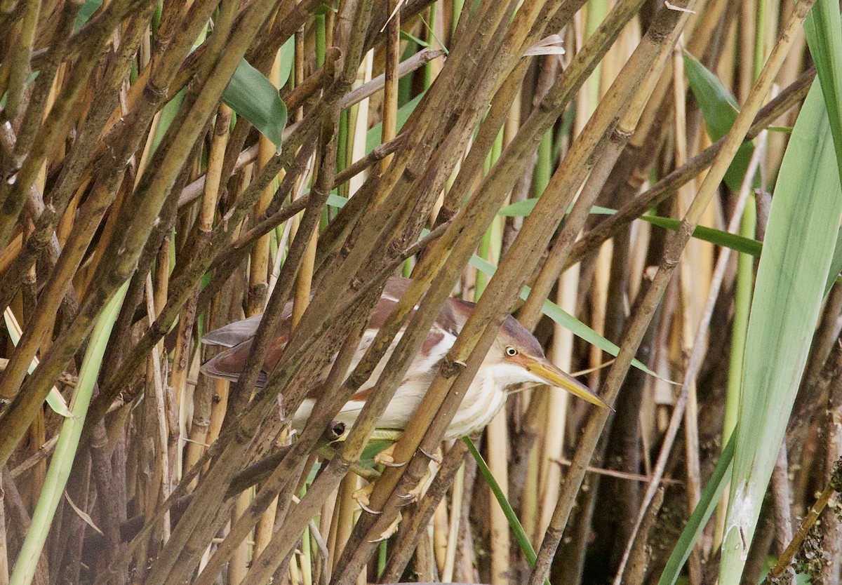 ML637134473 - Least Bittern - Macaulay Library