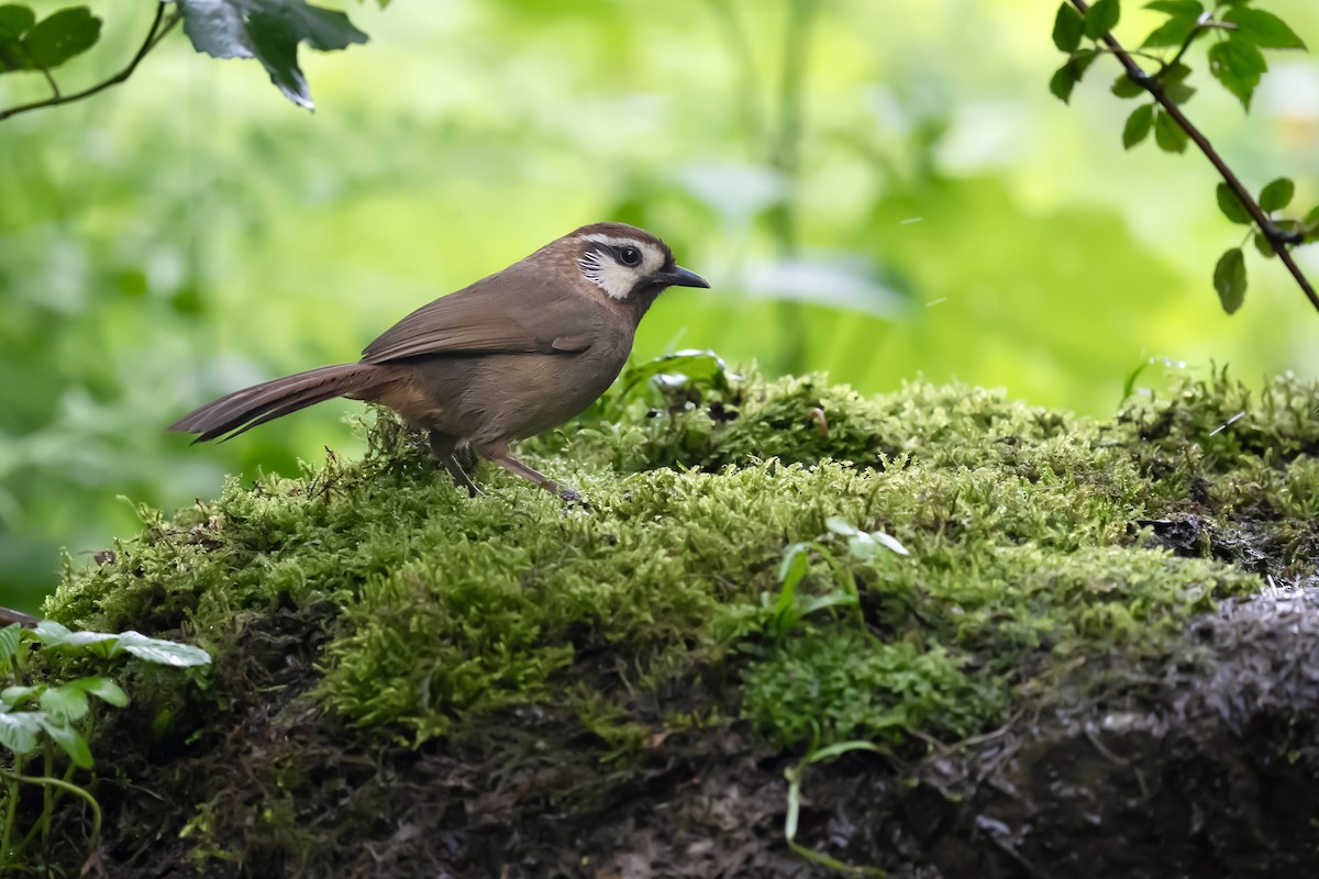 ML637135559 - White-browed Laughingthrush - Macaulay Library