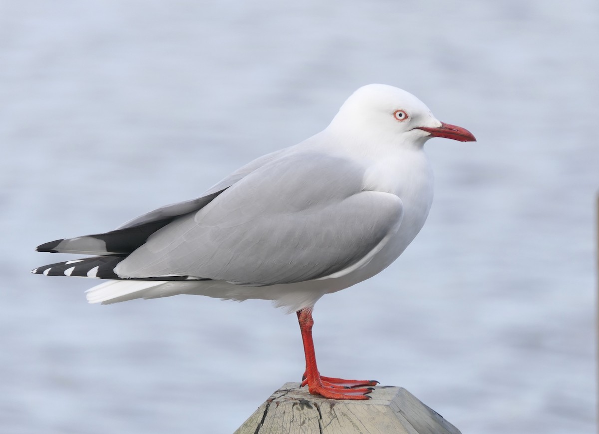 ML637139454 - Silver Gull - Macaulay Library