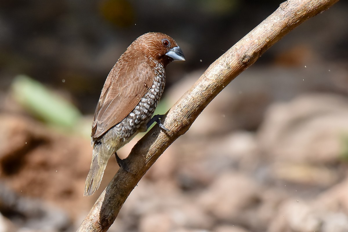eBird Checklist - 27 May 2025 - Melolo - 18 species