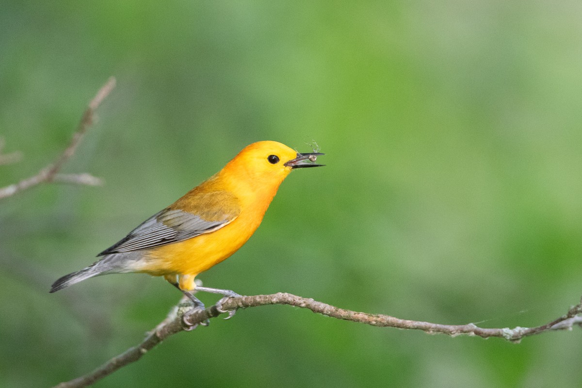 Pennsylvania Bird Atlas Checklist - 1 Jun 2025 - Pymatuning SP—Railroad ...