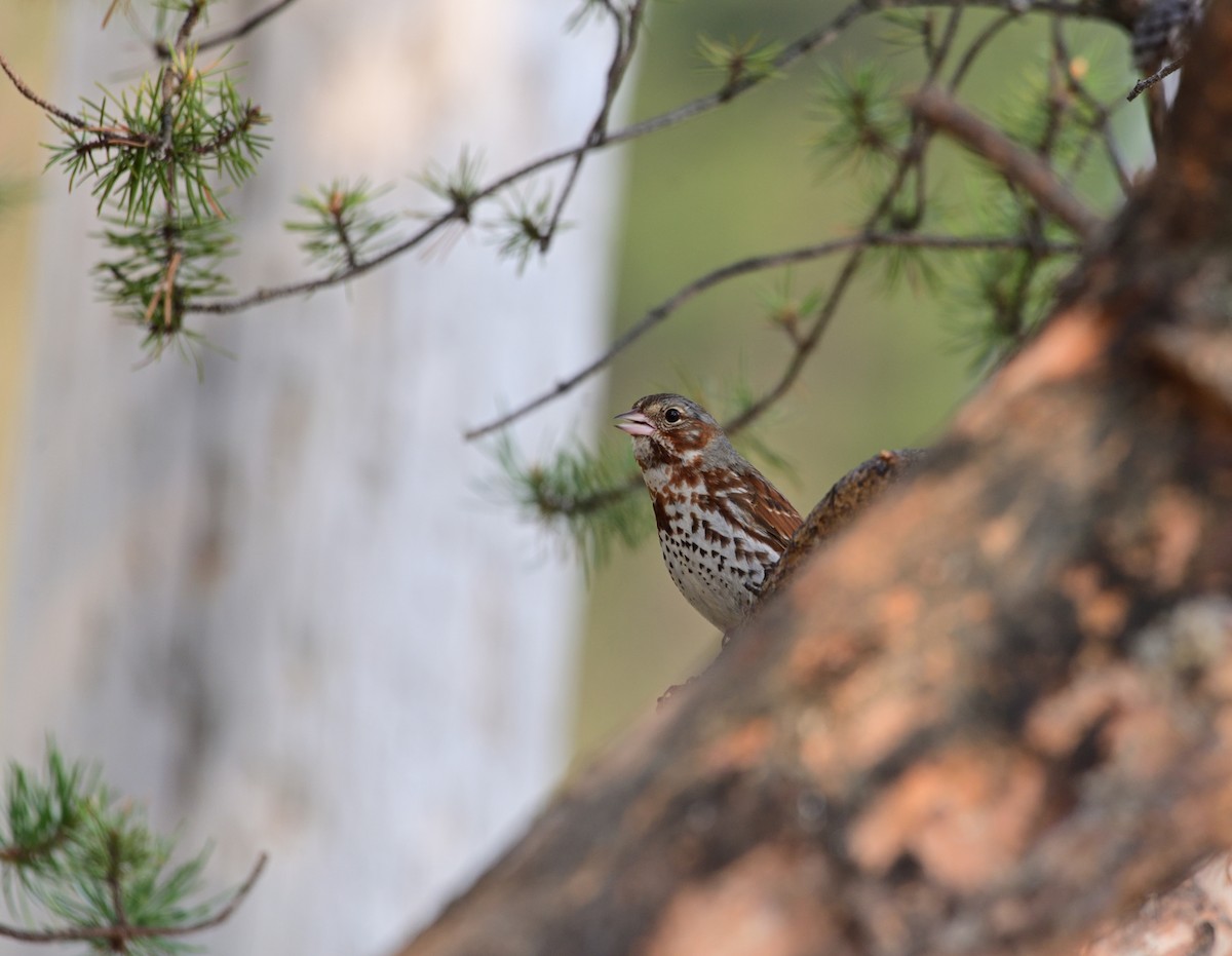 eBird Checklist - 6 Jun 2025 - HVGB-Otter Creek Water Aerodrome - 10 ...