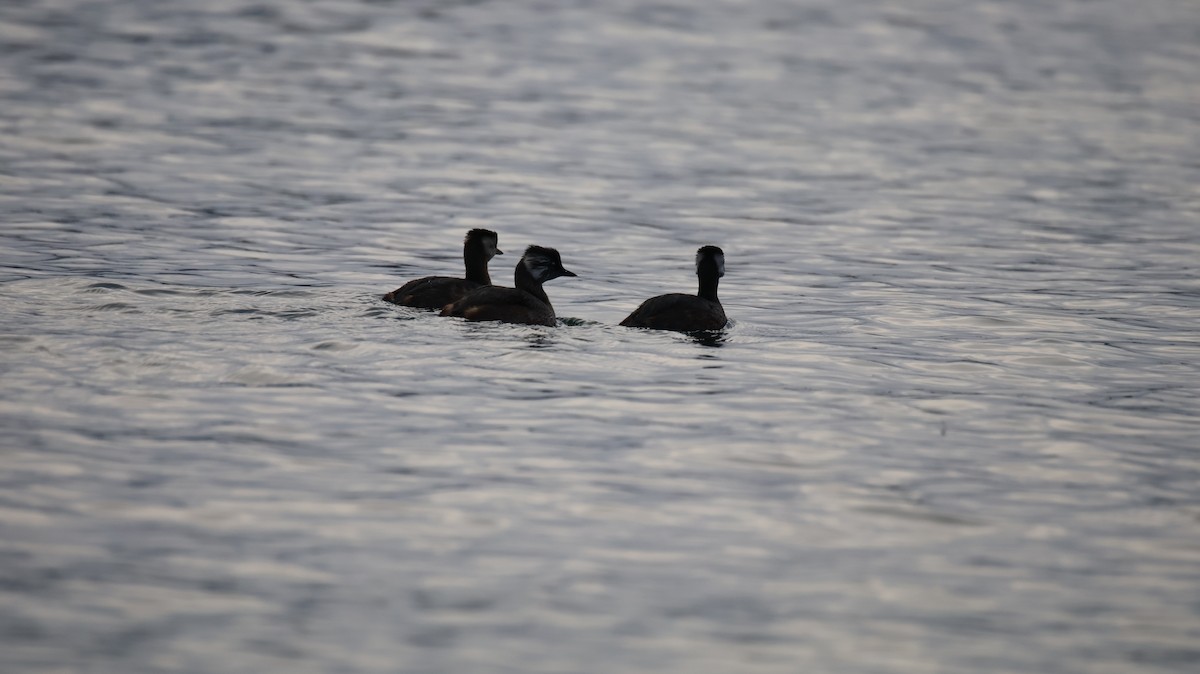 ML637153438 - White-tufted Grebe - Macaulay Library