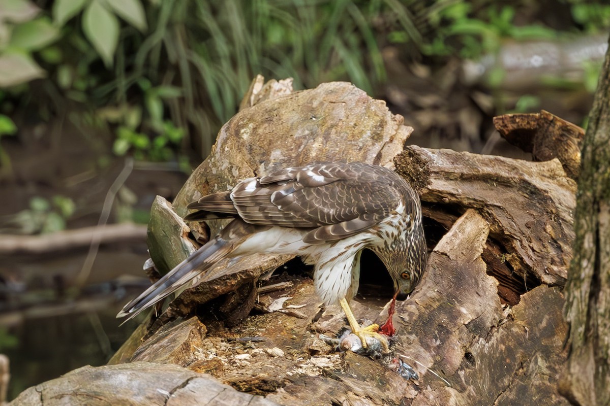 ML637153451 - Cooper's Hawk - Macaulay Library