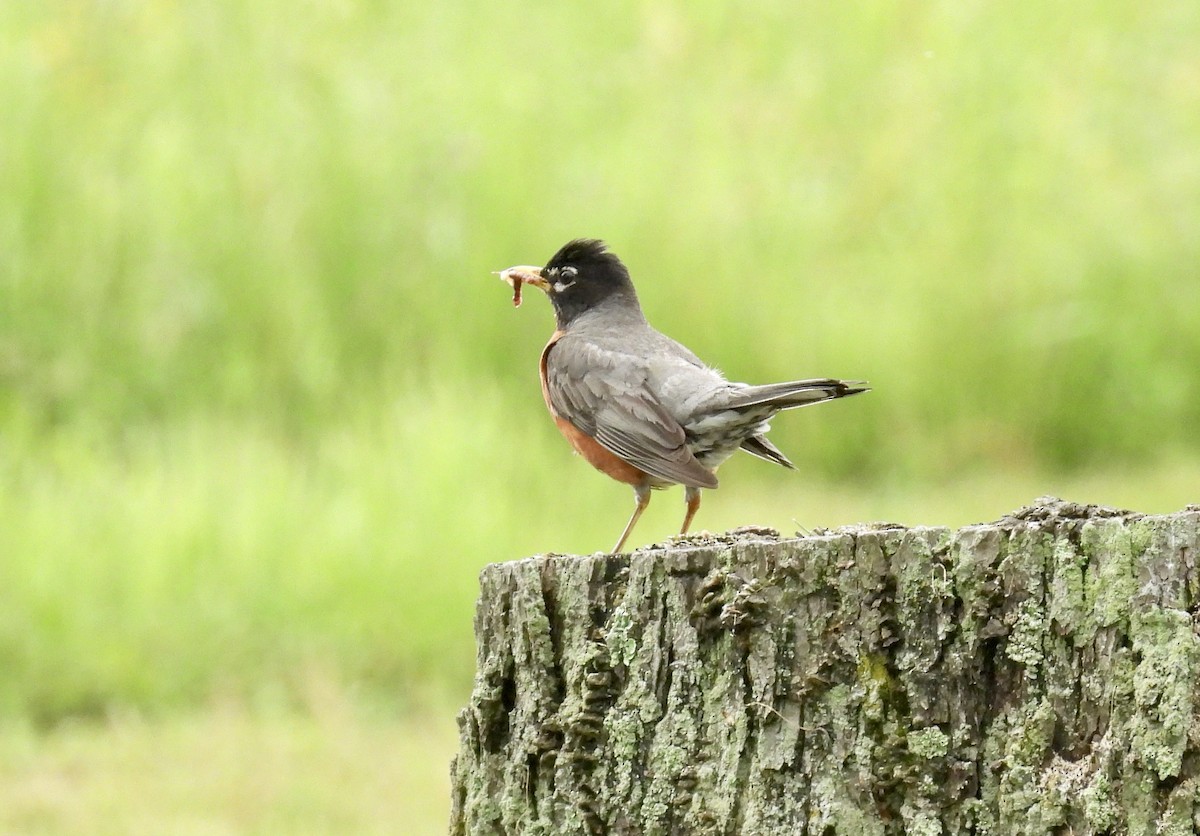 Pennsylvania Bird Atlas Checklist - 6 Jun 2025 - Bailey Road - 38 species