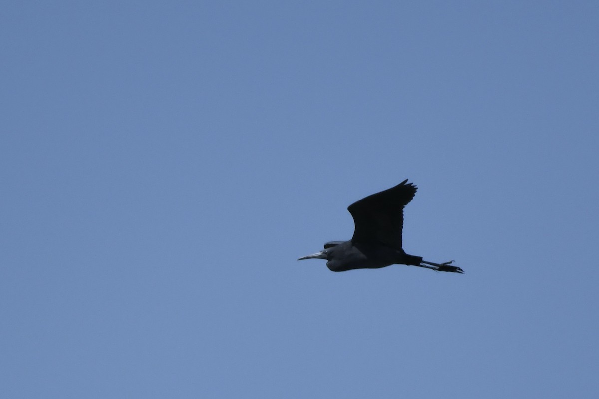 eBird Checklist - 6 Jun 2025 - Alsop Lake - 46 species