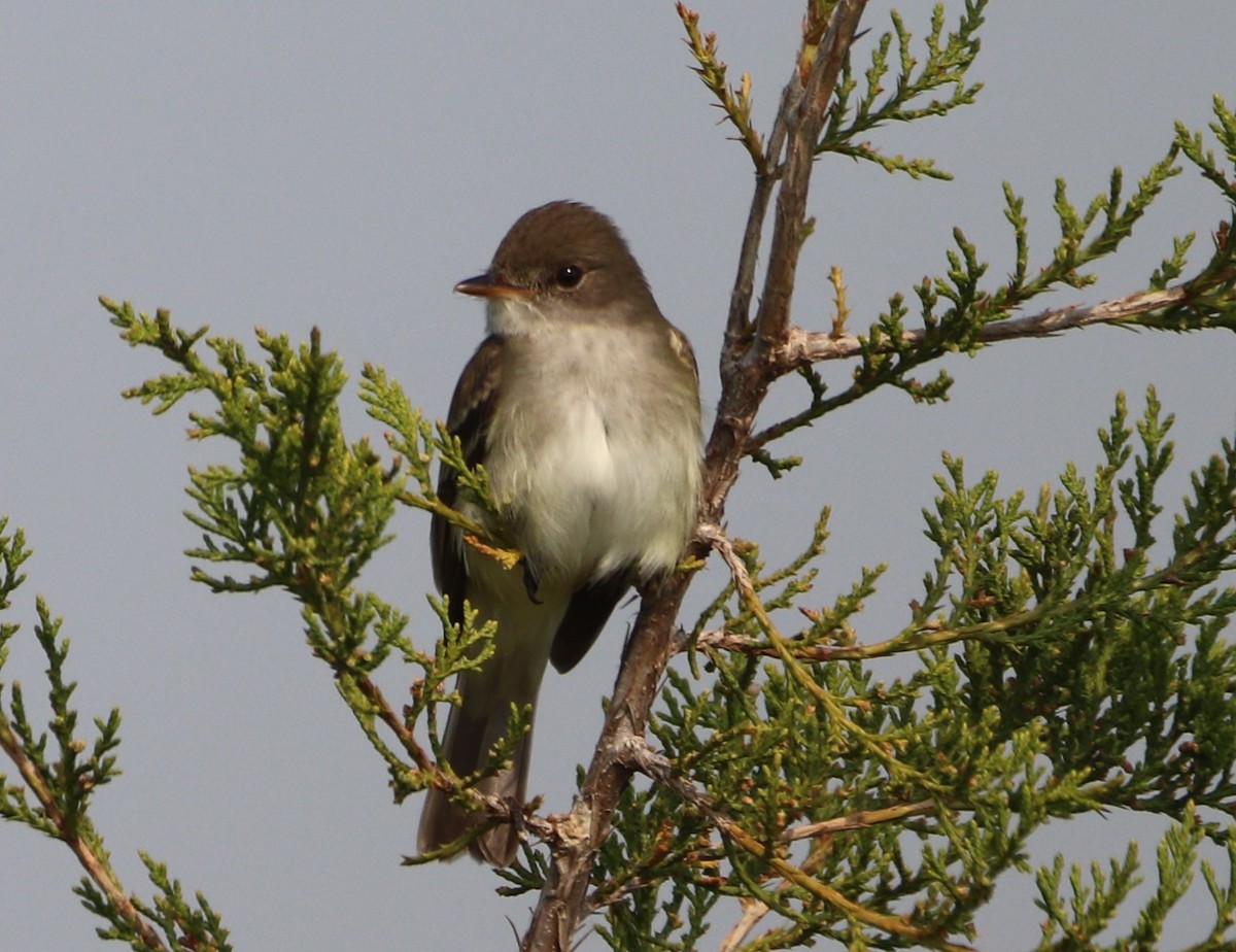 eBird Checklist - 6 Jun 2025 - Jamaica Bay Wildlife Refuge--West Pond ...