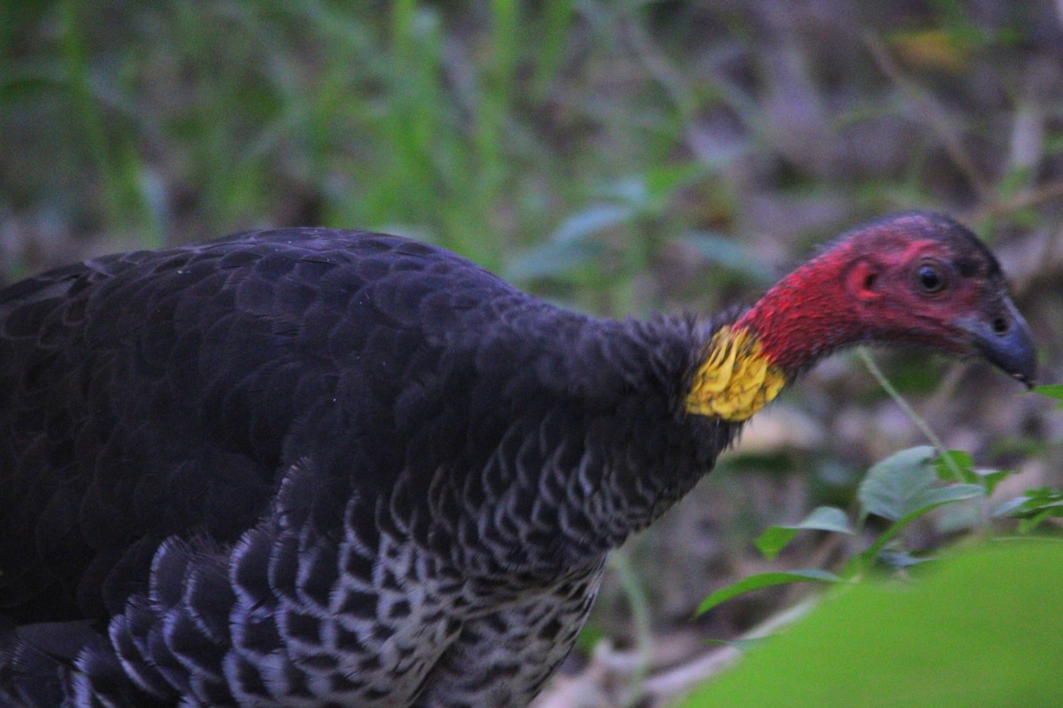 eBird Checklist - 7 Jun 2025 - Godwin Beach Environmental Reserve - 30 ...