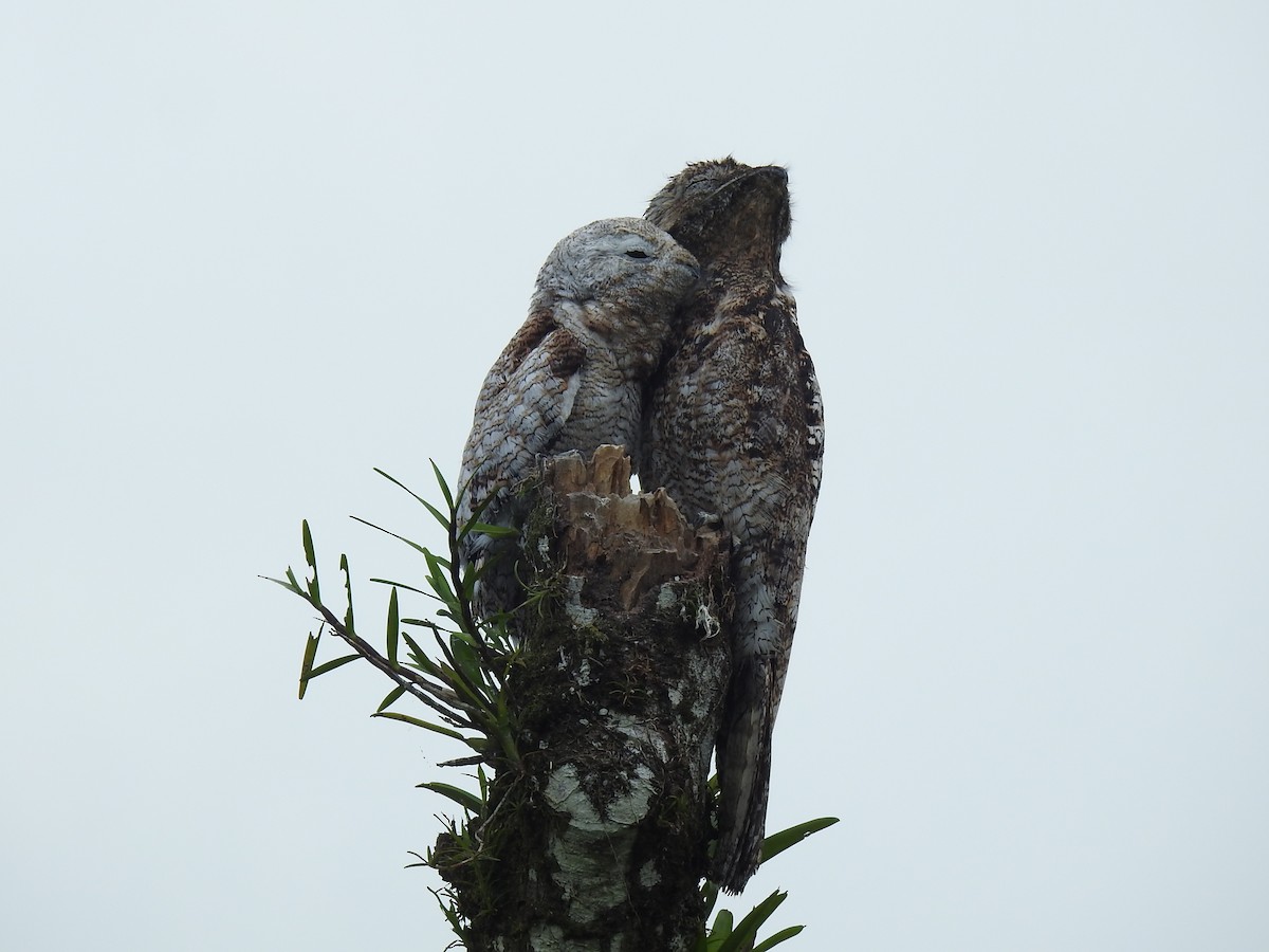 eBird Checklist - 30 May 2025 - Flores - 12 species