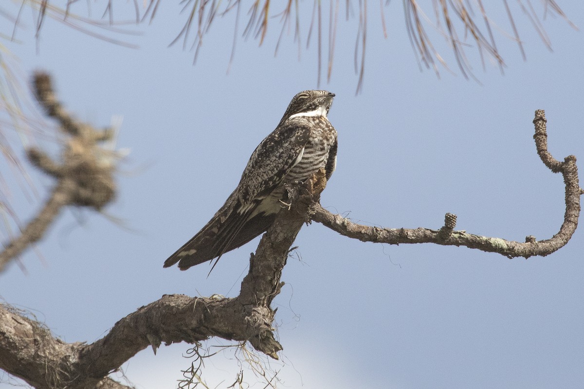 ML637180297 - Common Nighthawk - Macaulay Library