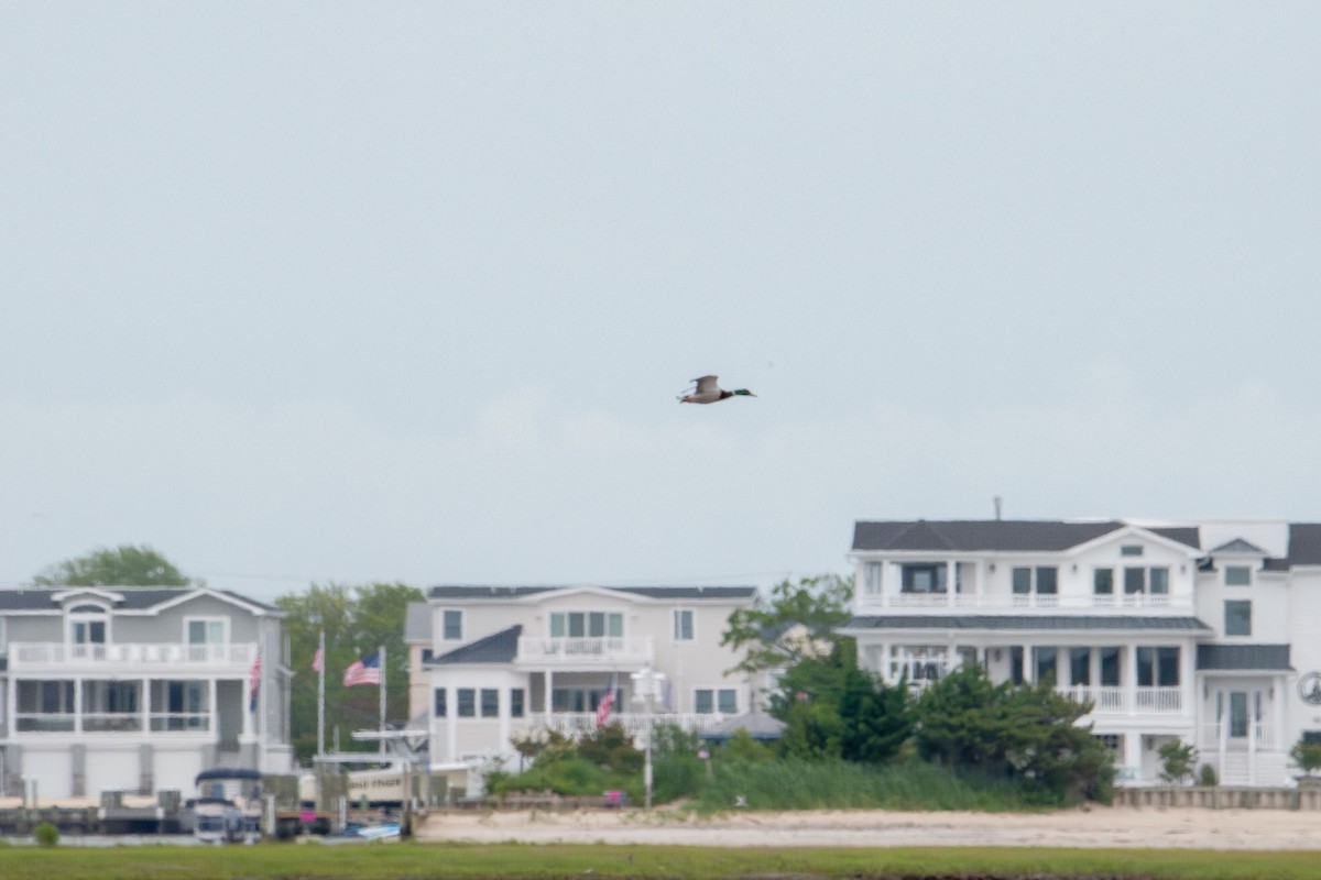 eBird Checklist - 6 Jun 2025 - Cedar Bonnet - 20 species