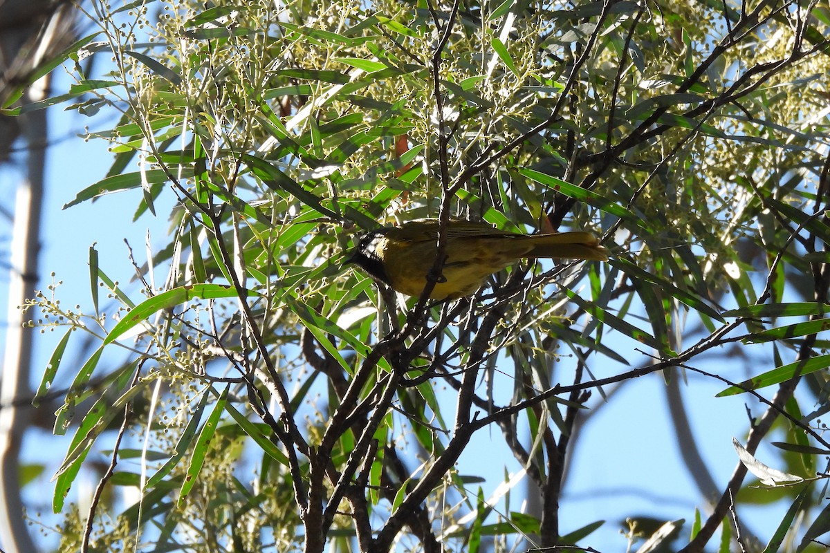 eBird Checklist - 7 Jun 2025 - Red Hill Road Area and Tingha Common ...