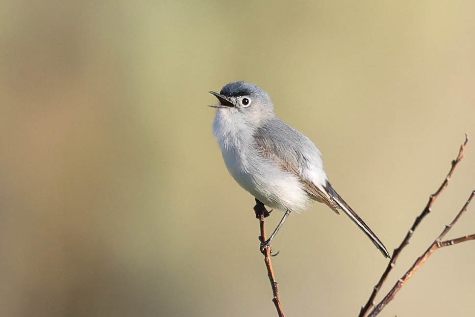 eBird Checklist - 2 Jun 2025 - Black Swift Search Spot, west of Big Pine - 15 species (+1 other ...