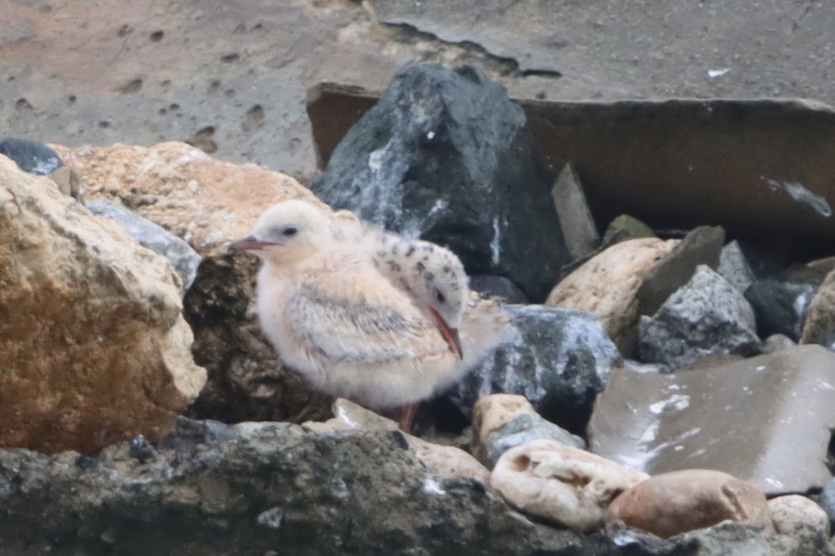 eBird Checklist - 7 Jun 2025 - Punta Pantalan, Bulata, Cauayan - 16 species