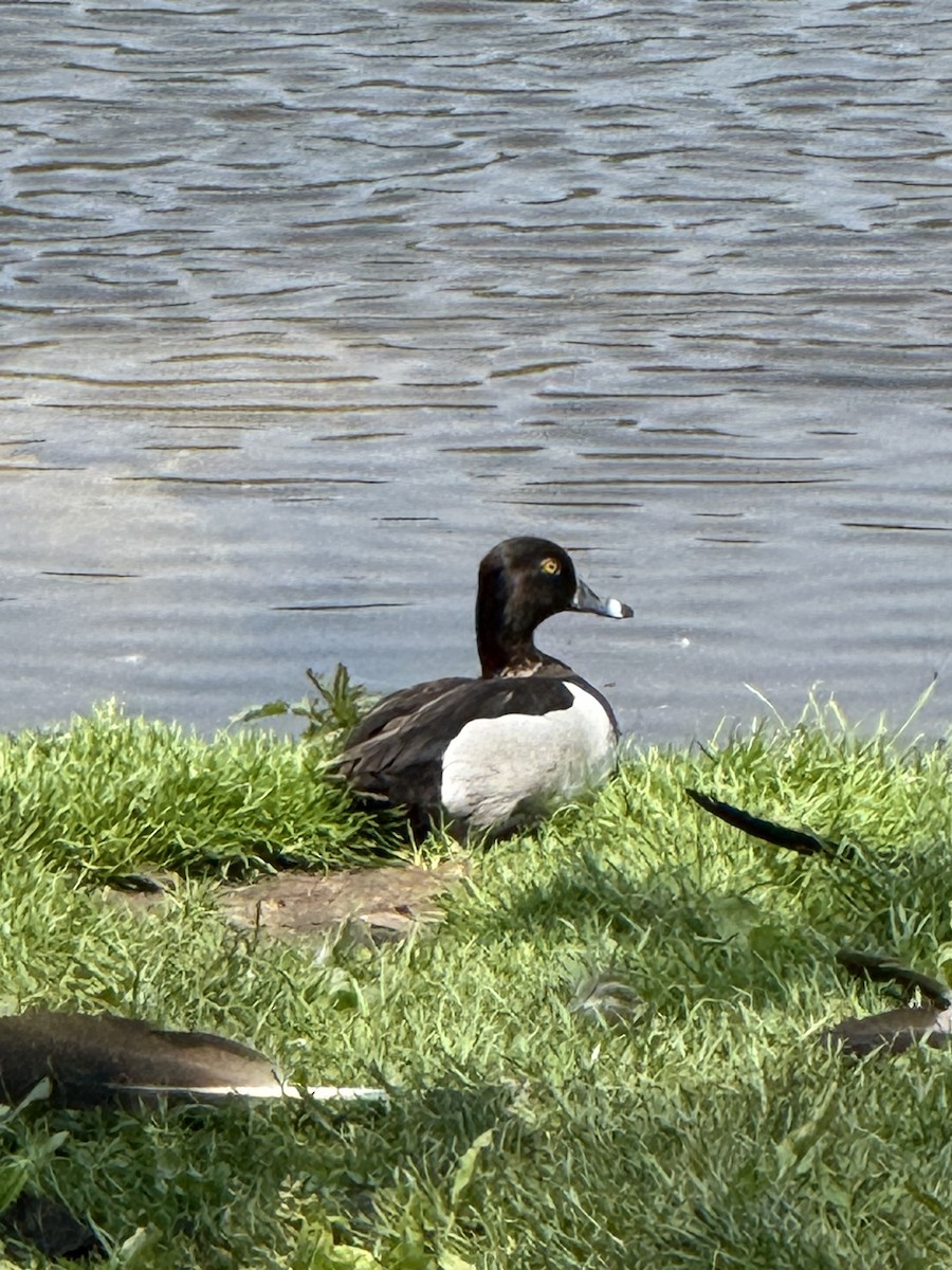 eBird Checklist - 7 Jun 2025 - Tinker Nature Park - 20 species