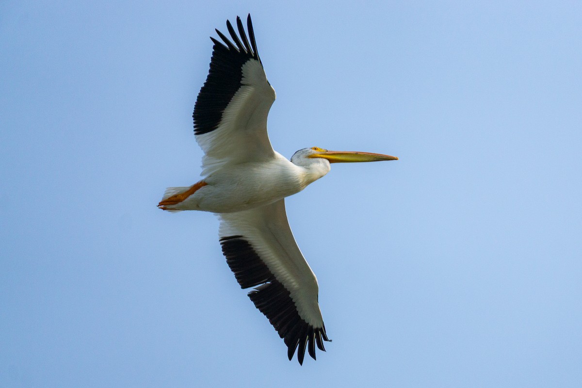ML637207065 - American White Pelican - Macaulay Library