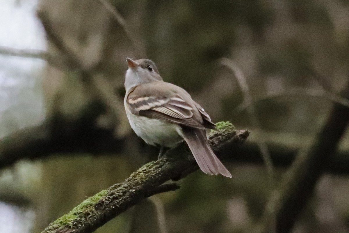 Pennsylvania Bird Atlas Checklist - 7 Jun 2025 - Raymond B. Winter SP ...