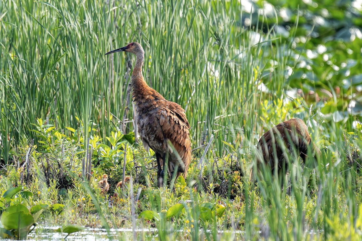 Pennsylvania Bird Atlas Checklist - 4 Jun 2025 - Niagara Pond ...