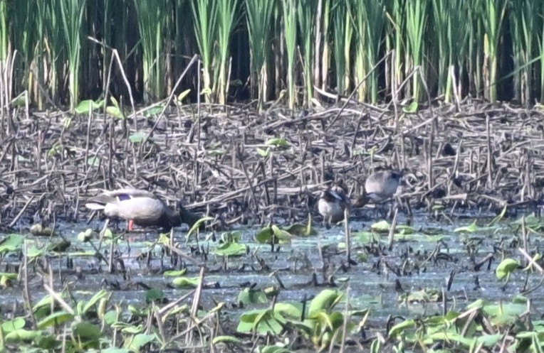 eBird Checklist - 7 Jun 2025 - Fermilab (DuPage Co.) - 62 species