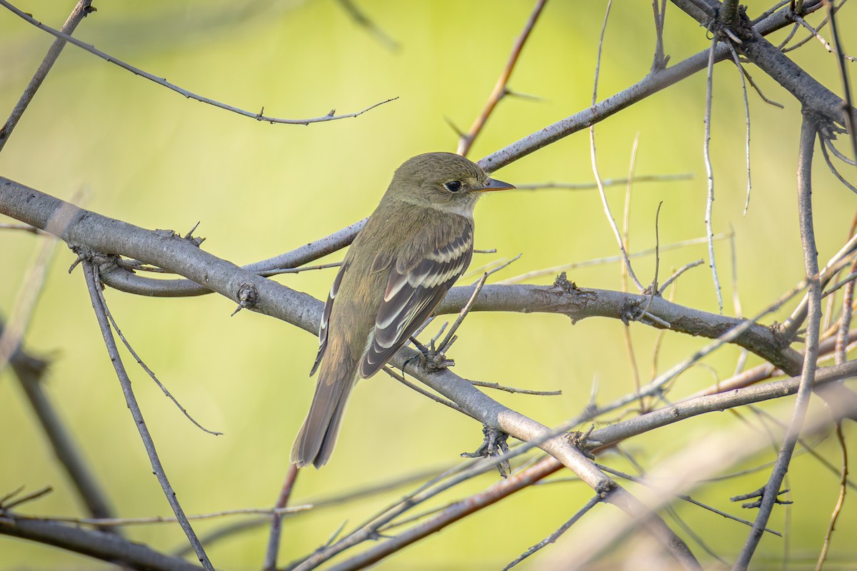 eBird Checklist - 31 May 2025 - Box Elder Lake and Bolster Dam ...
