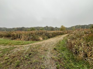 Passanageset Park at Broad Meadows Marsh, Norfolk, Massachusetts ...