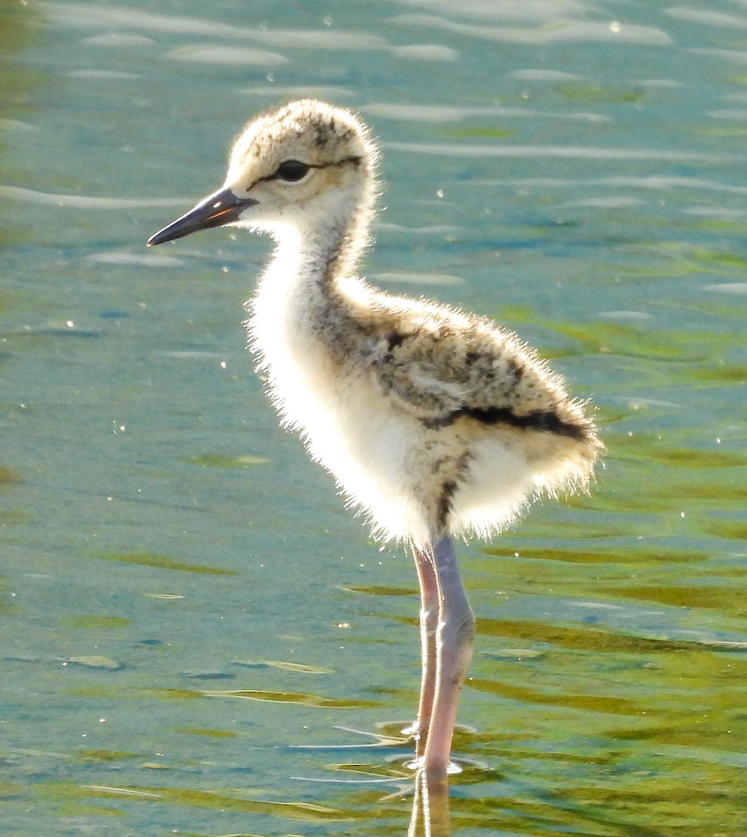 ML637216159 - Black-necked Stilt - Macaulay Library